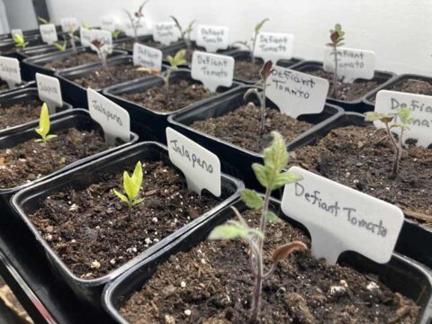 Community Giving - Crow Wing Master Gardeners